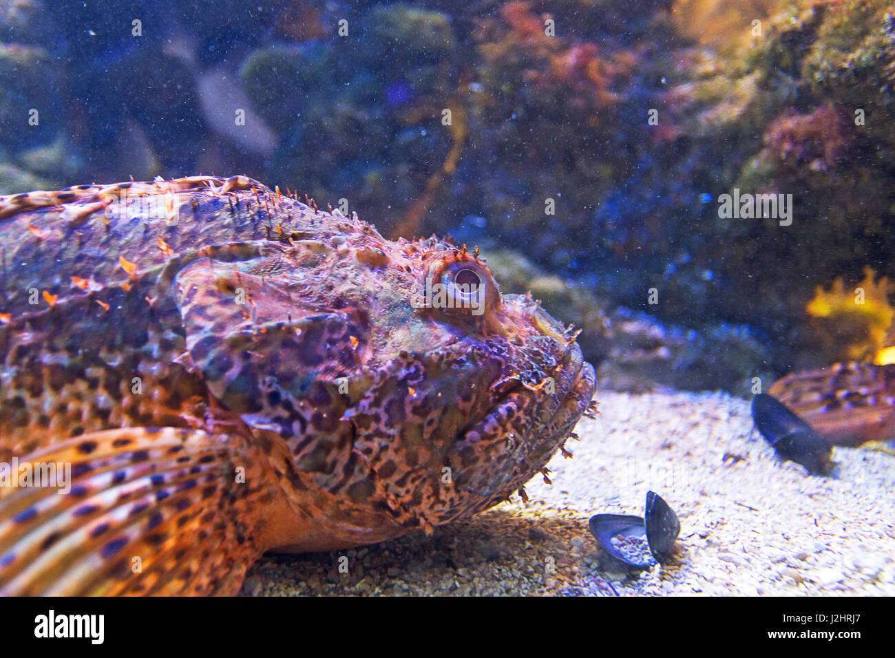 Fish scorpion fish underwater view Stock Photo - Alamy
