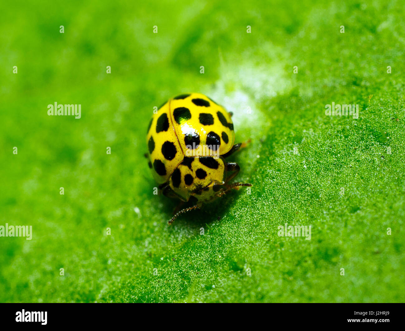Ladybird 22 spot uk hi-res stock photography and images - Alamy