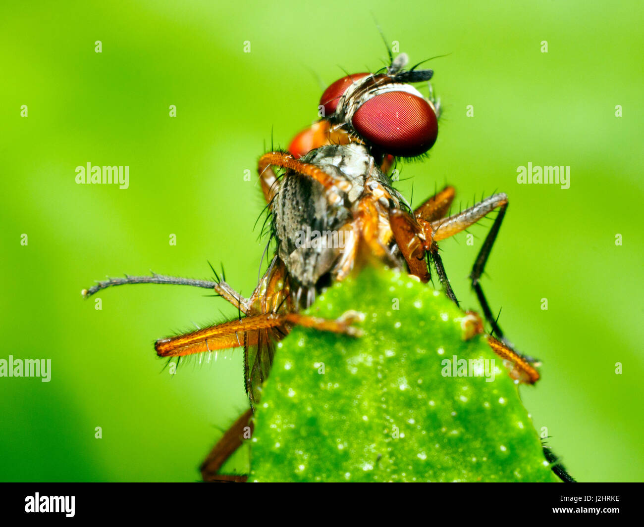 Two flies fighting (Musca domestica vs Scathophaga inquinata) - London ...