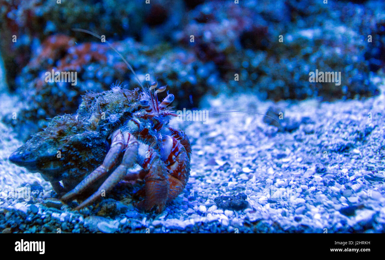 Beautiful hermit crab in his shell close up on sand background under ...