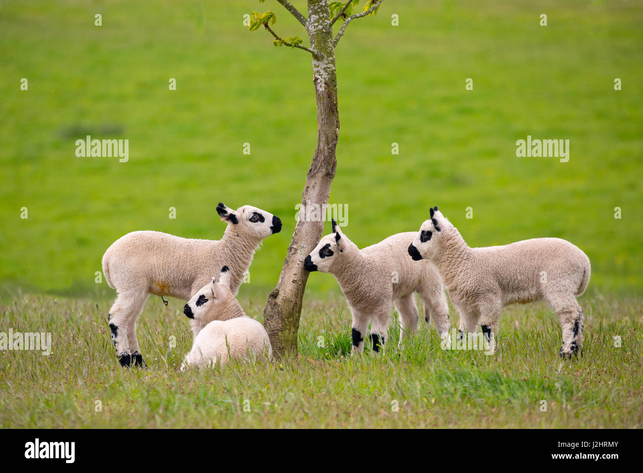 Kerry Hill Sheep flock of spring lambs Stock Photo - Alamy