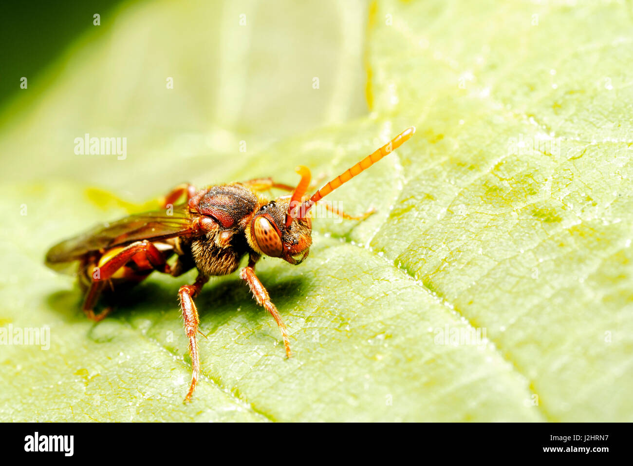 Nomad Bee - London, England Stock Photo - Alamy