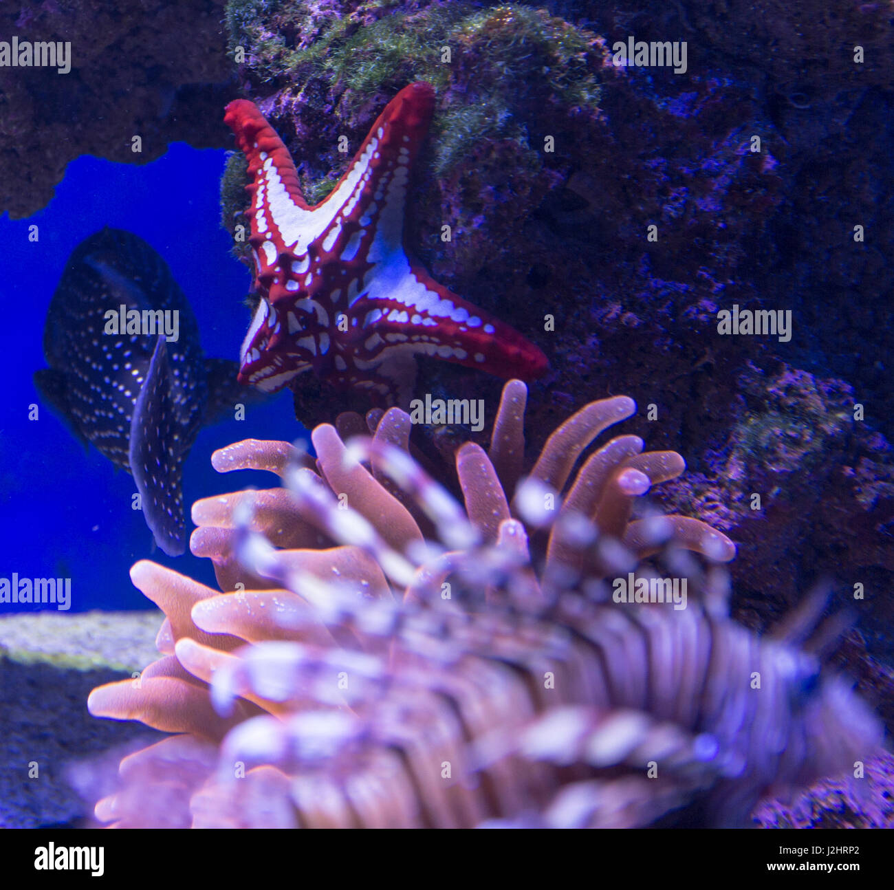 Red and White Starfish in coral reef Stock Photo - Alamy