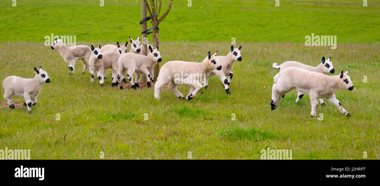 Kerry Hill Sheep flock spring lambs Stock Photo - Alamy