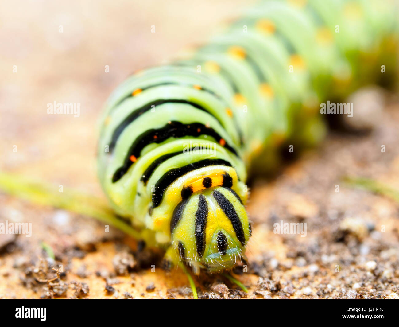 Swallowtail butterfly (Papilio machaon) larva - Orvieto, Italy Stock ...