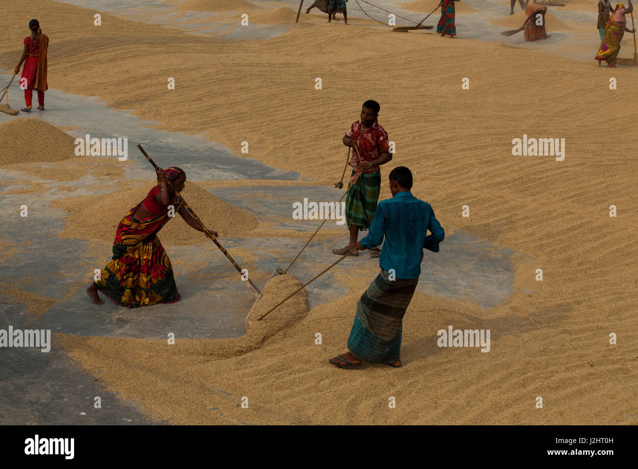 Farmers raking paddy for sun drying on the floor of a rice processing ...