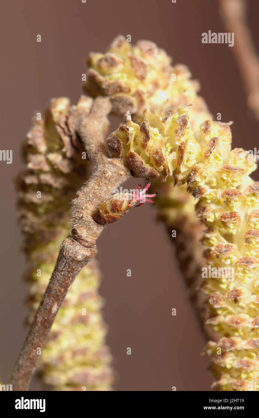 Female flowers common hazel macro hi-res stock photography and images ...