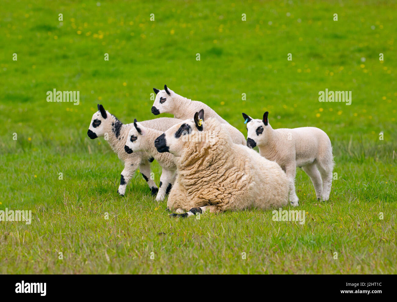 Kerry Hill Sheep flock spring lambs Stock Photo - Alamy