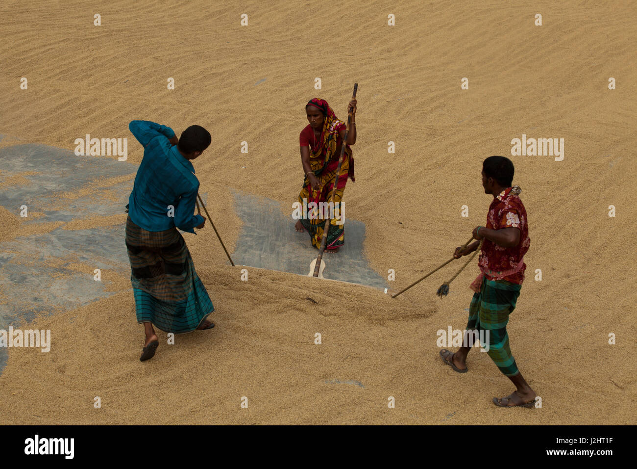 Farmers raking paddy for sun drying on the floor of a rice processing ...