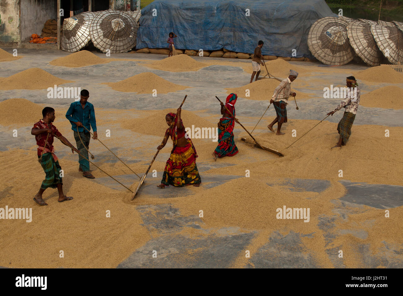 Farmers raking paddy for sun drying on the floor of a rice processing ...