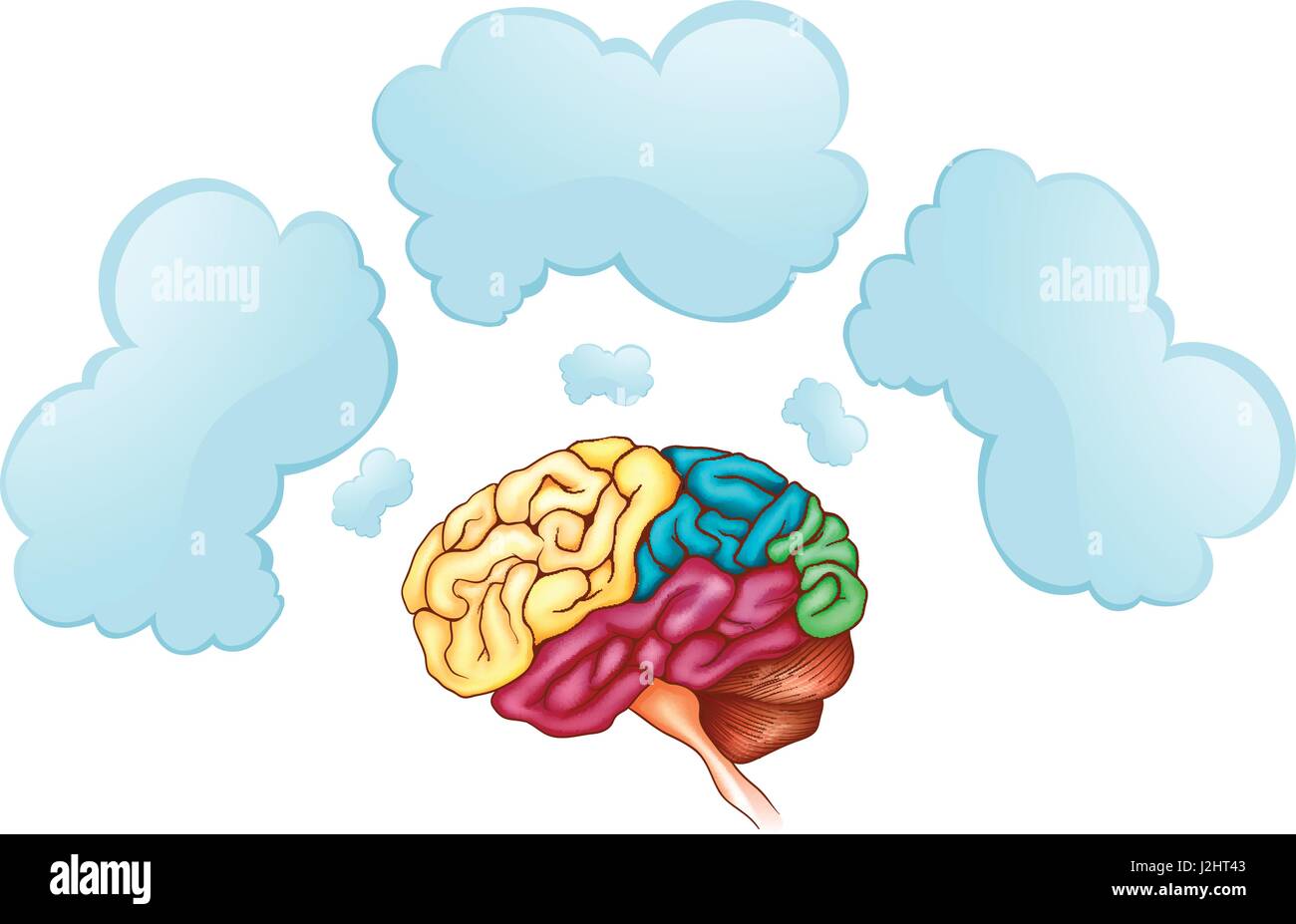 Image human brain diagram hi-res stock photography and images - Alamy