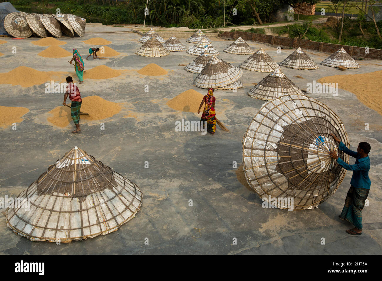 Bangladesh rice hi-res stock photography and images - Alamy
