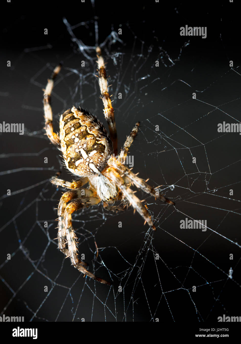Garden Spider Araneus diadematus Stock Photo - Alamy
