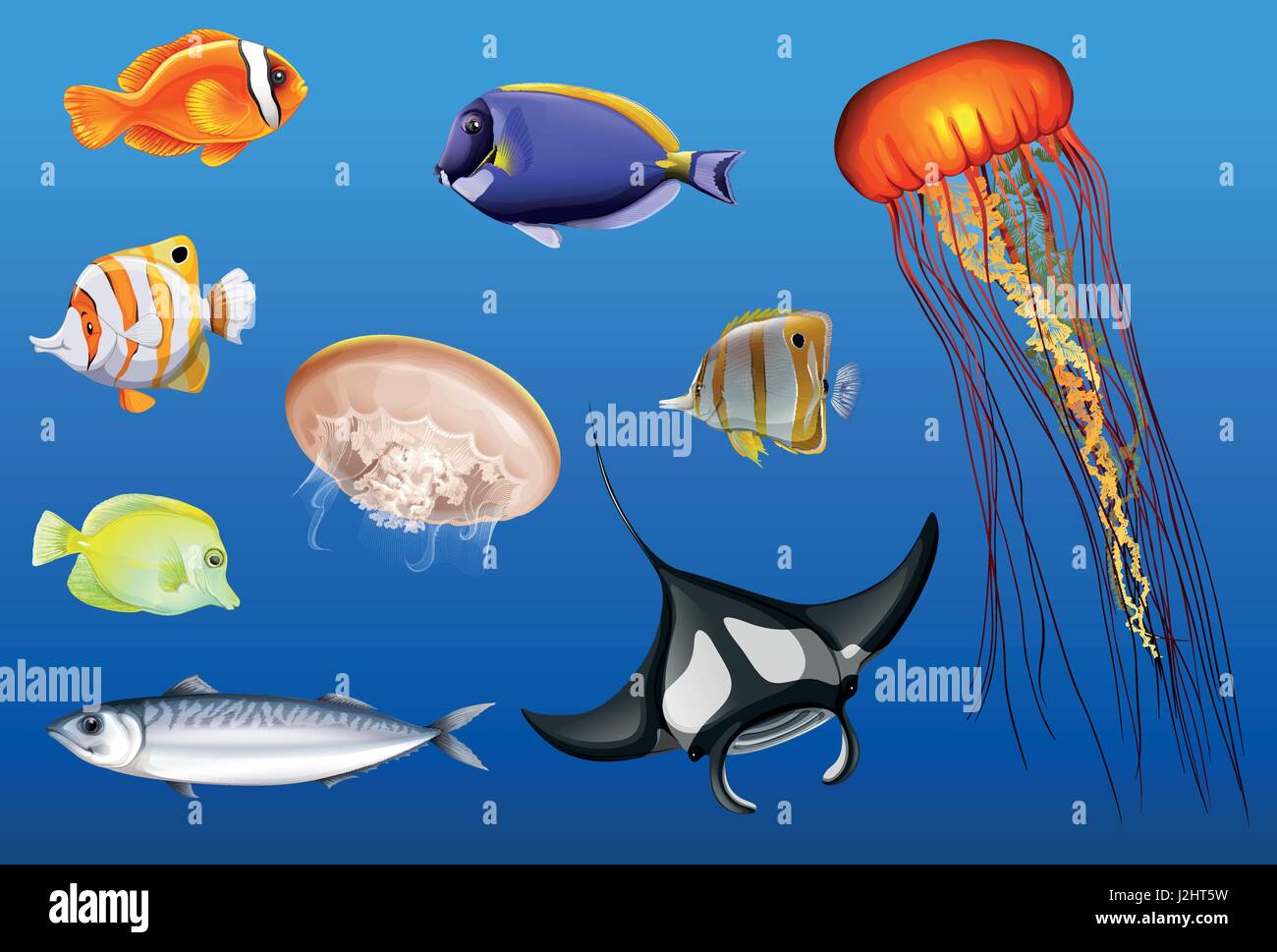 Different types of sea animals illustration Stock Vector Image & Art ...
