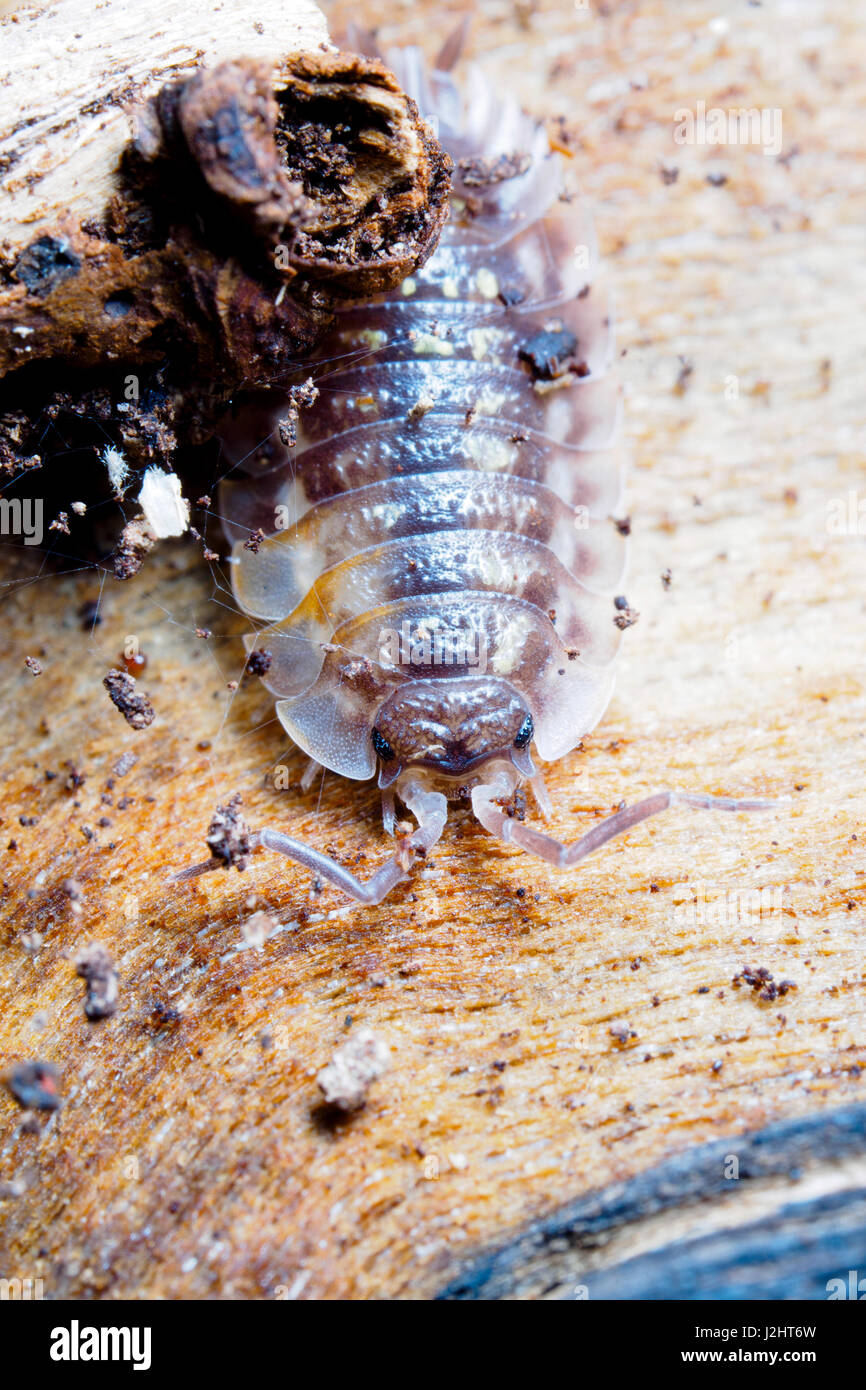 common woodlouse (Oniscus asellus) - London, England Stock Photo - Alamy
