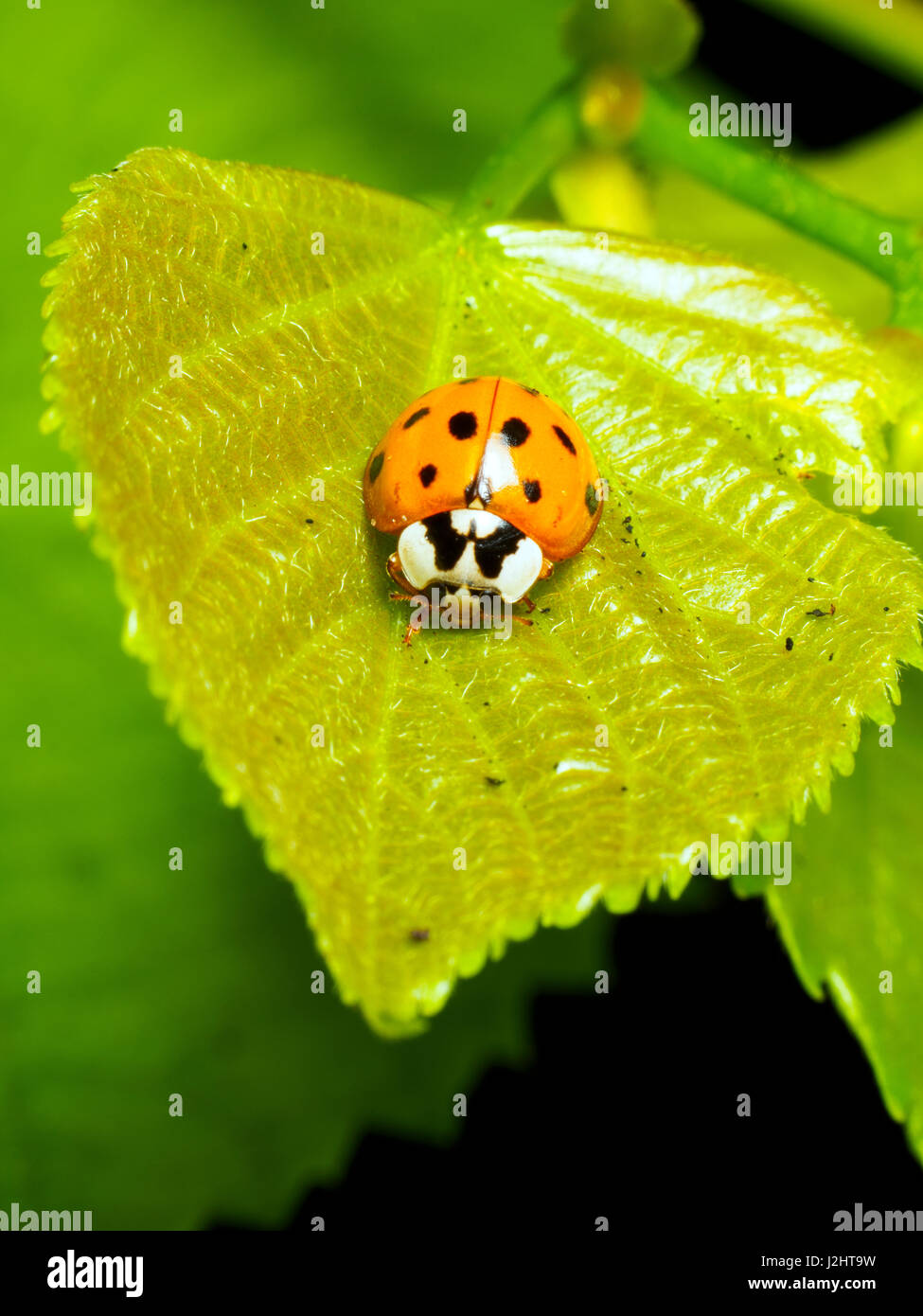 Decempunctata High Resolution Stock Photography and Images - Alamy