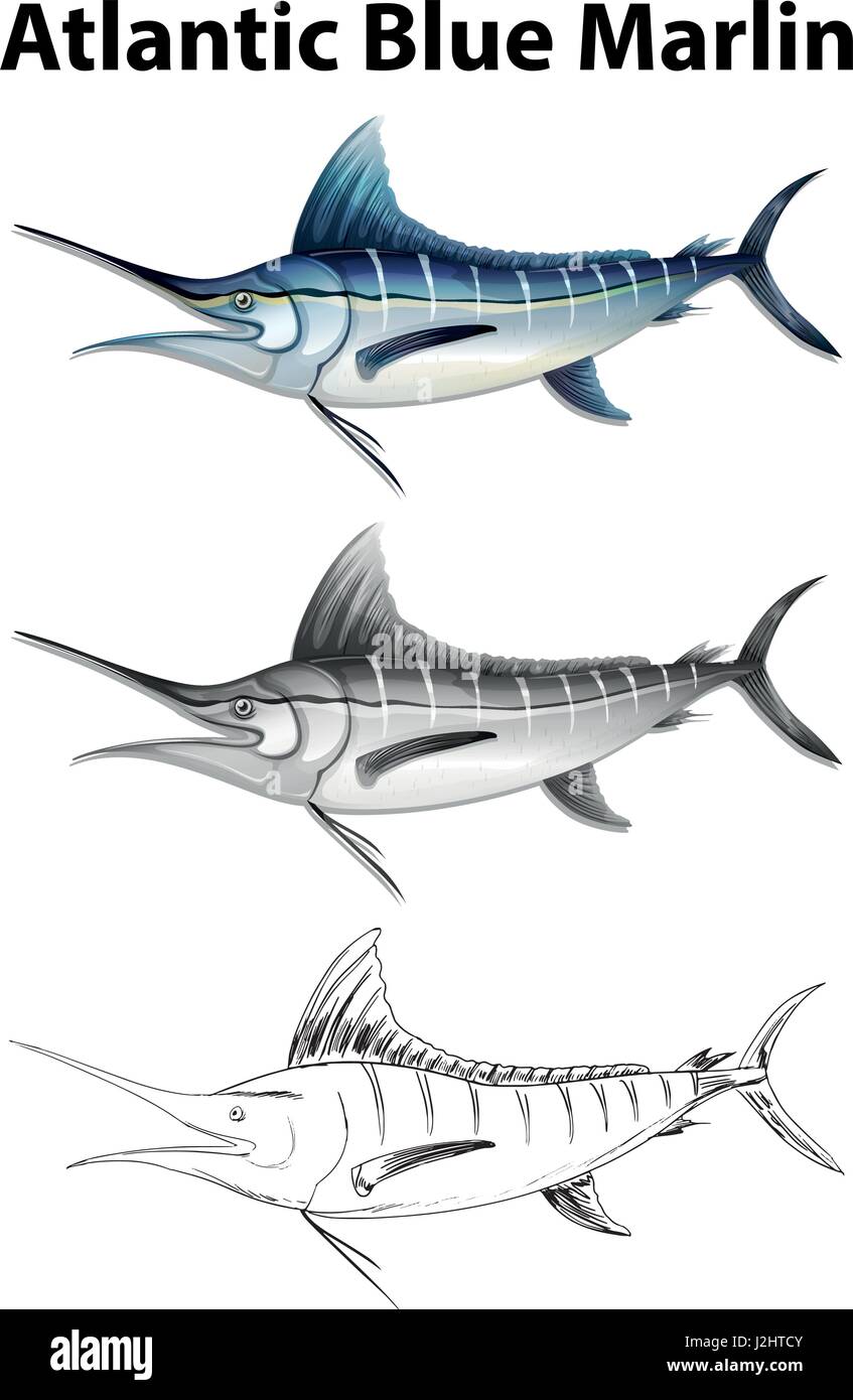 Three drawing styles of atlantic blue marlin illustration Stock Vector ...