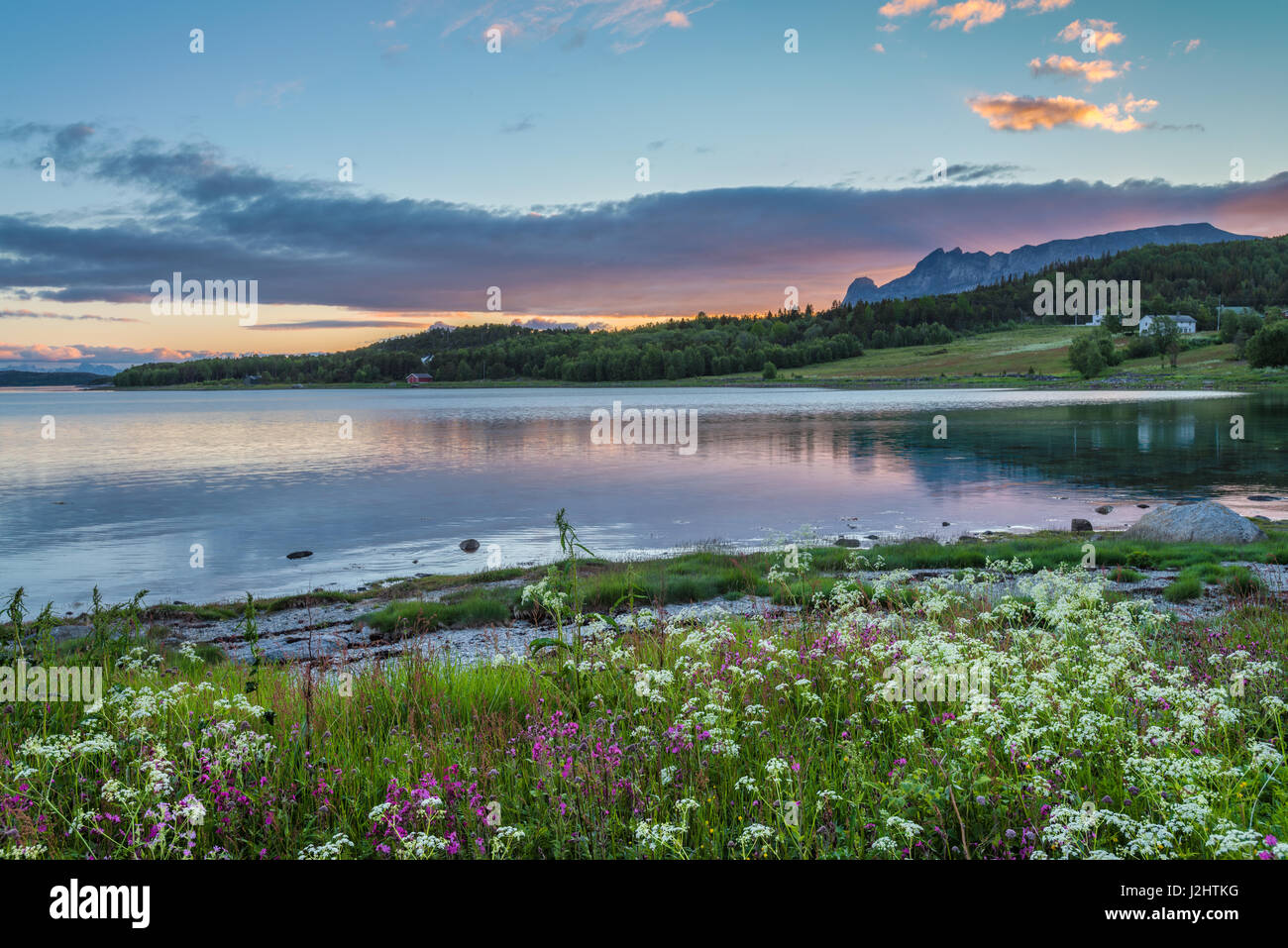 Pink and white wildflowers color the shores of this Norwegian beach ...