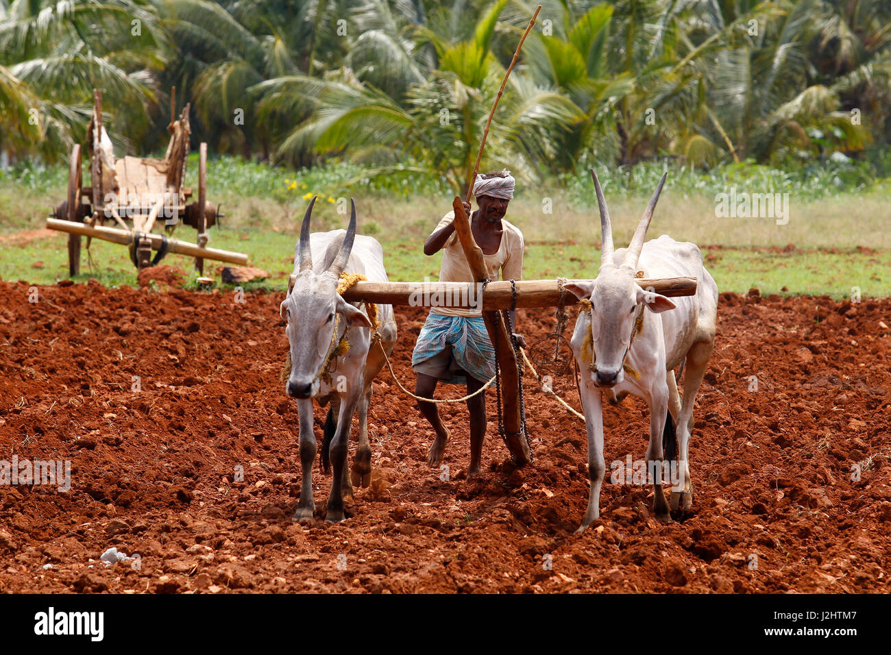 Bullocks ploughing field hi-res stock photography and images - Alamy