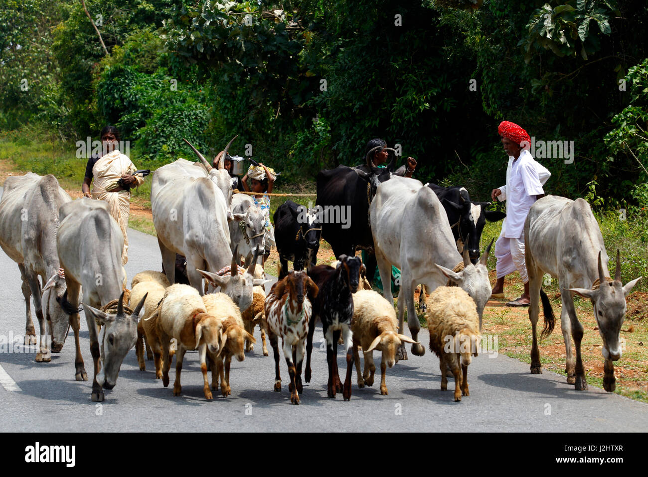 Sheeps india hi-res stock photography and images - Alamy