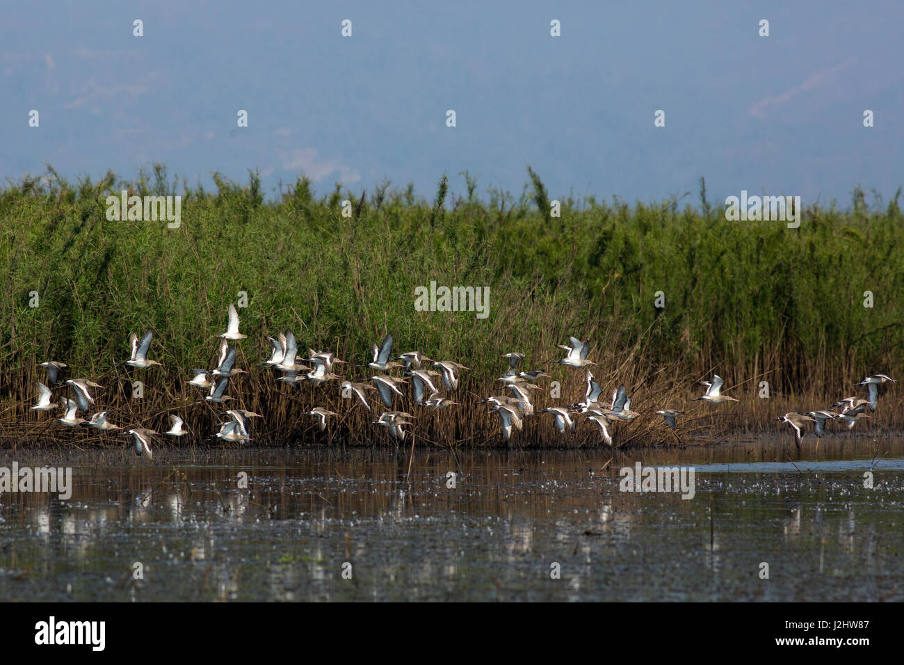 Flock of migratory birds at Tanguar Haor also called Tangua Haor. It is ...
