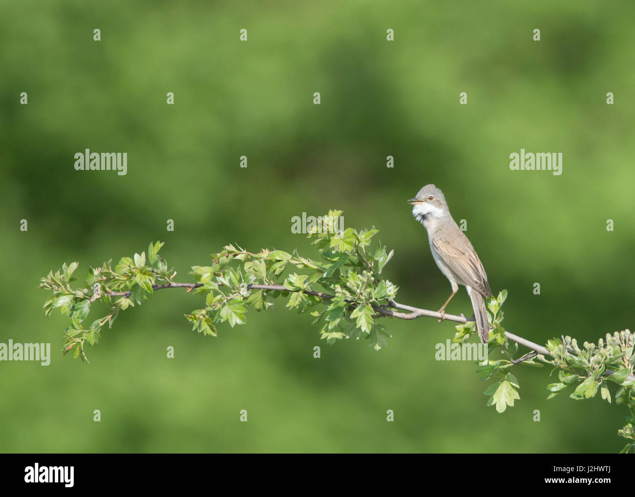 Common whitethroat (Sylvia communis) on branch, singing Stock Photo - Alamy