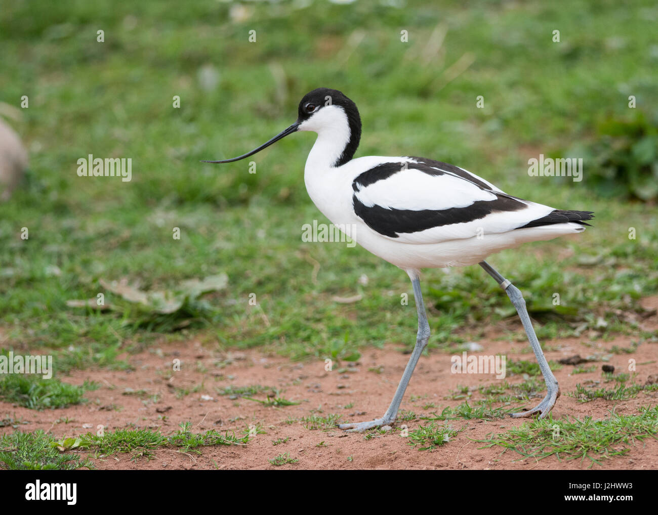 Avocet (Recurvirostra avosetta Stock Photo - Alamy
