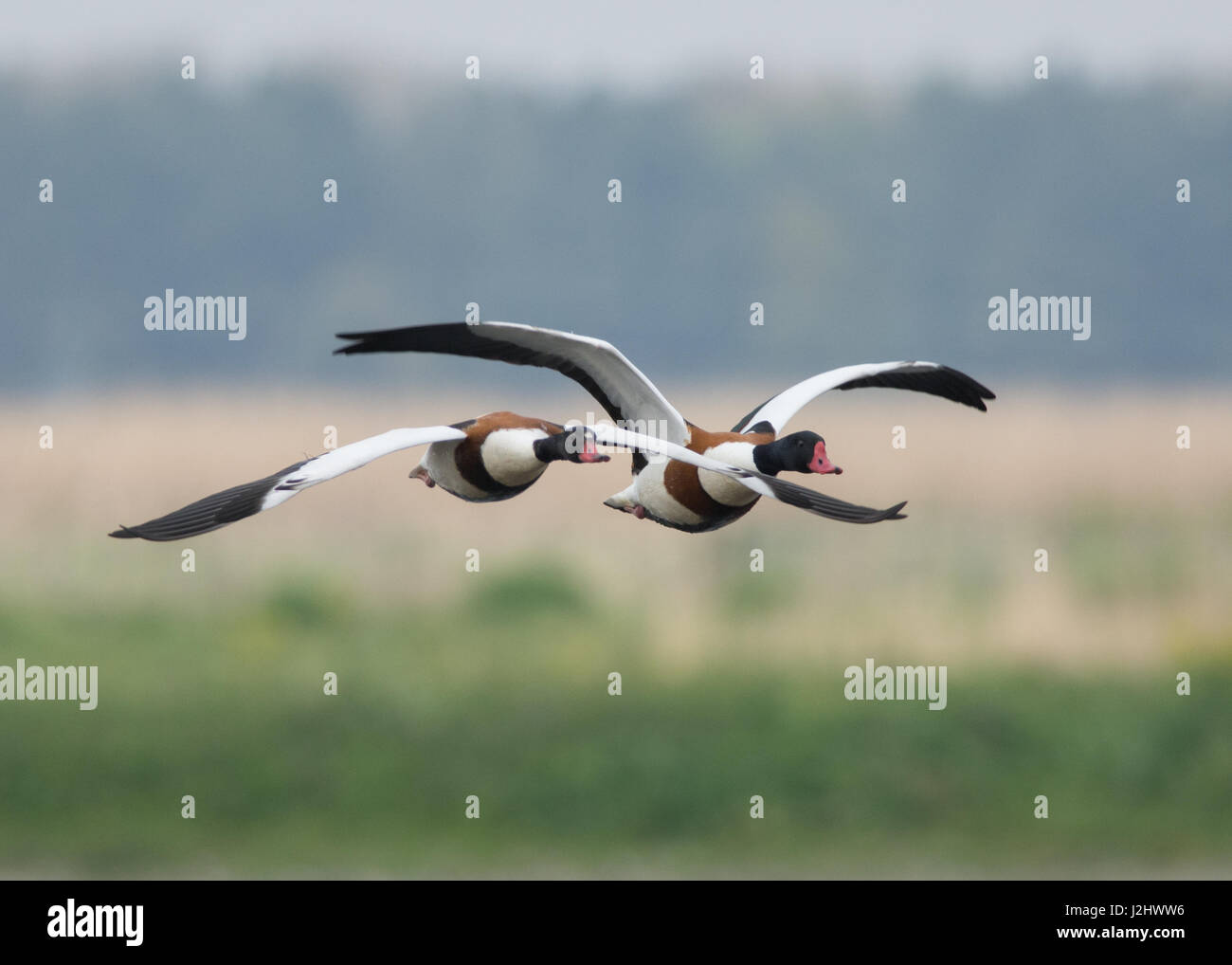 Two shelducks hi-res stock photography and images - Alamy