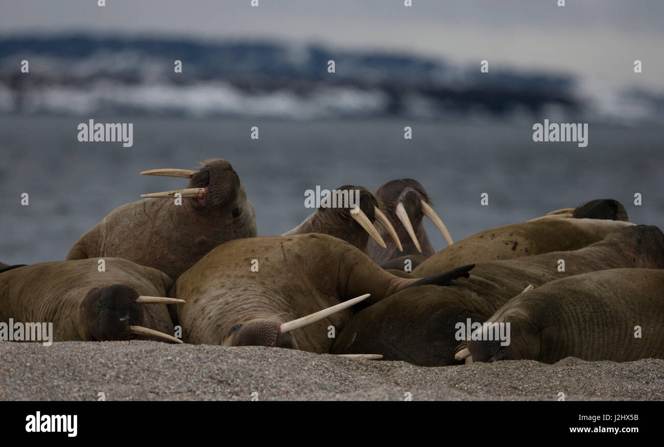 Walrus haul out hi-res stock photography and images - Alamy