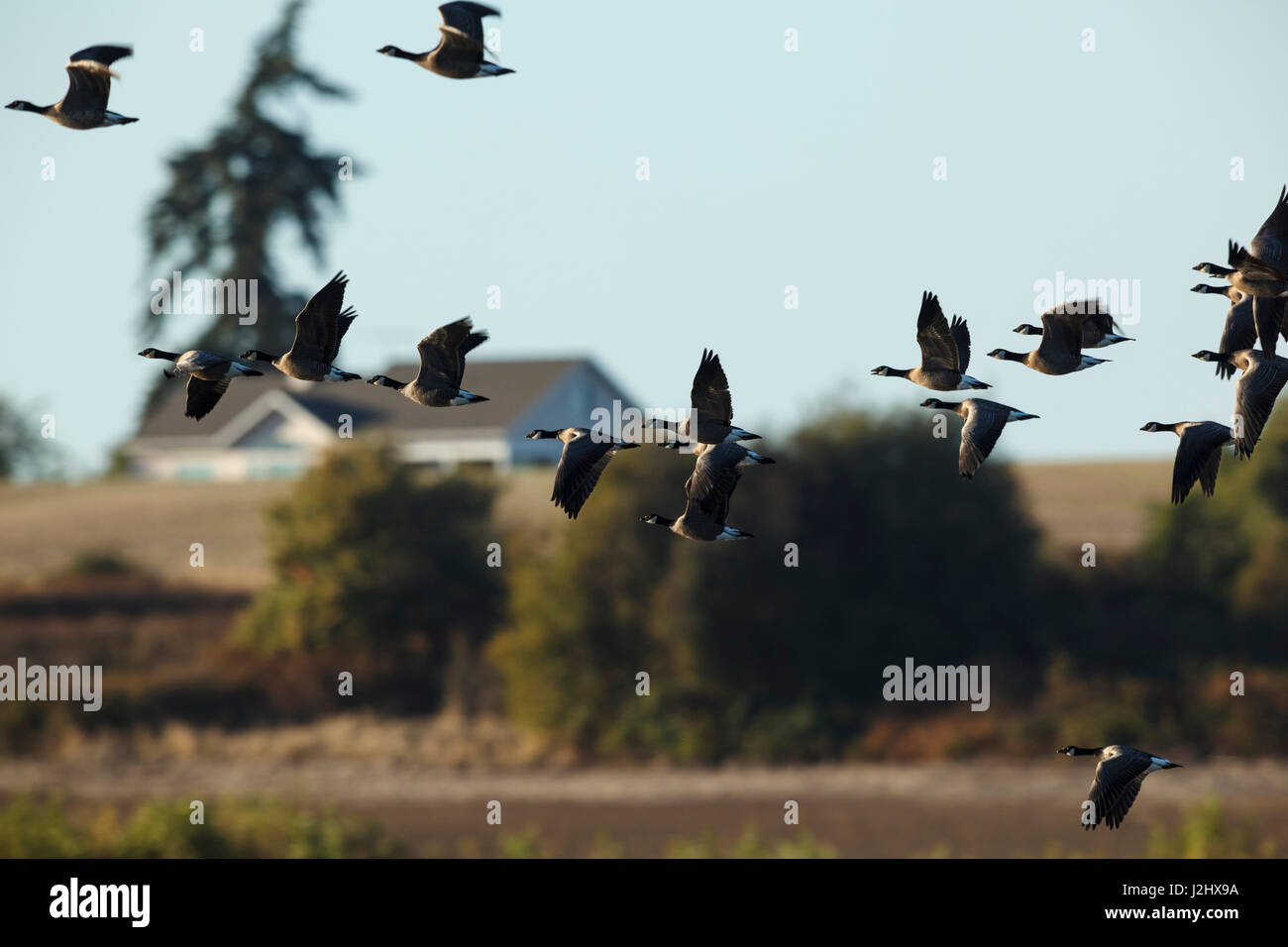 USA, Oregon, Baskett Slough National Wildlife Refuge, a flock of ...