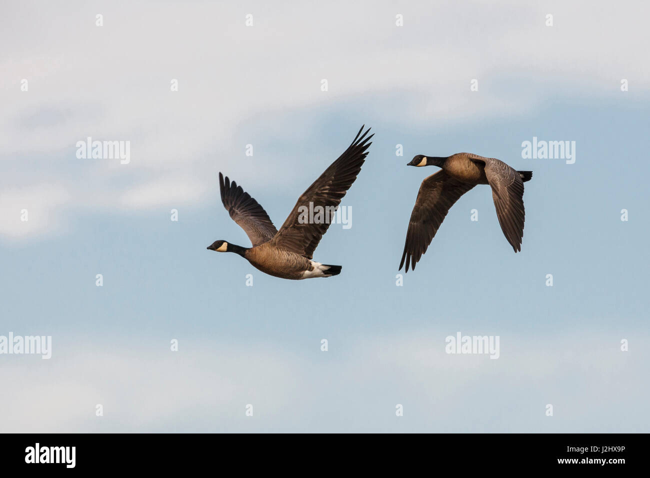Flying cackler goose hi-res stock photography and images - Alamy