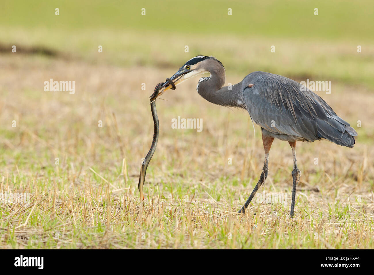 USA, Oregon, Baskett Slough National Wildlife Refuge, Great Blue Heron ...