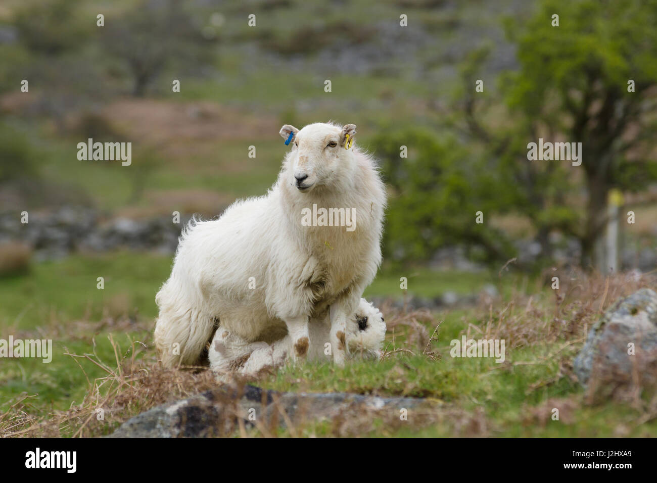 Welsh mountain sheep ewe keeps a watchful guard while feeding her lamb ...