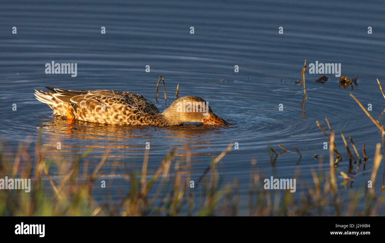 USA, Oregon, Baskett Slough National Wildlife Refuge, Northern Shoveler ...