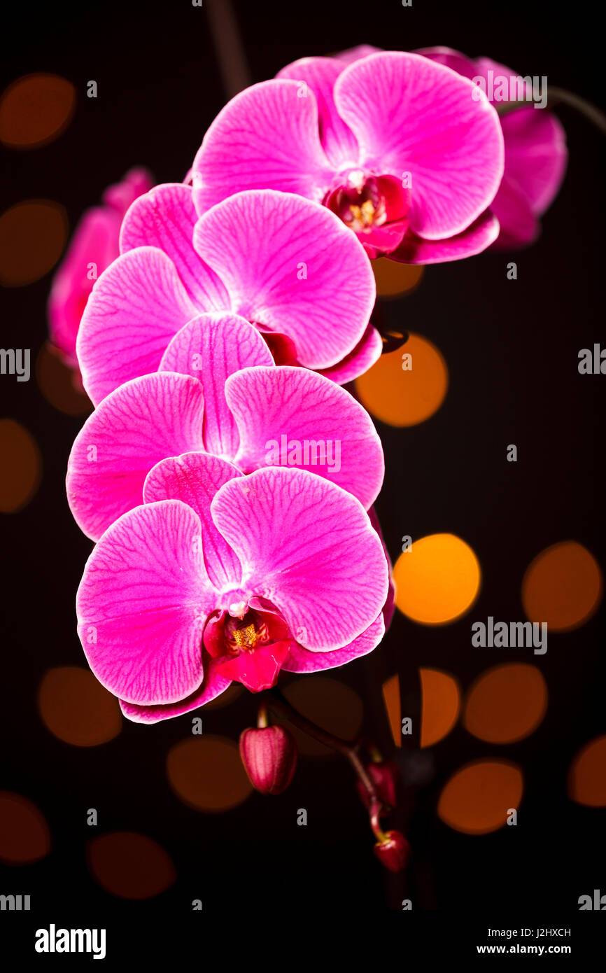 USA, Oregon, Keizer, cultivated orchid Stock Photo - Alamy