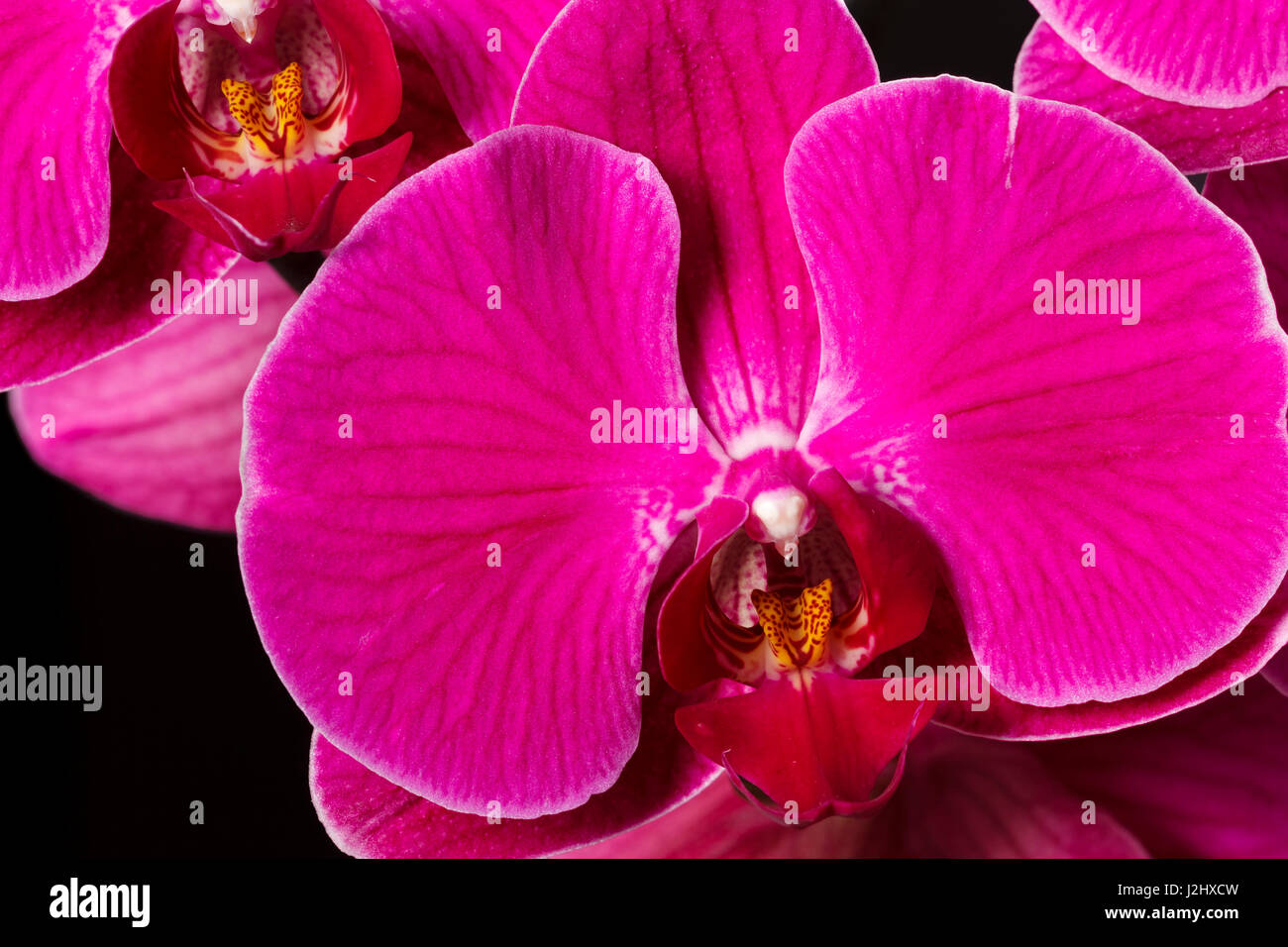 USA, Oregon, Keizer, hybrid orchid Stock Photo - Alamy
