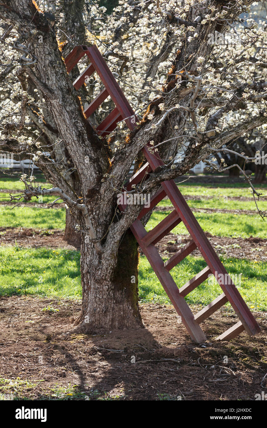 USA, Oregon, Hood River Valley, a ladder in a tree in an orchard Stock ...