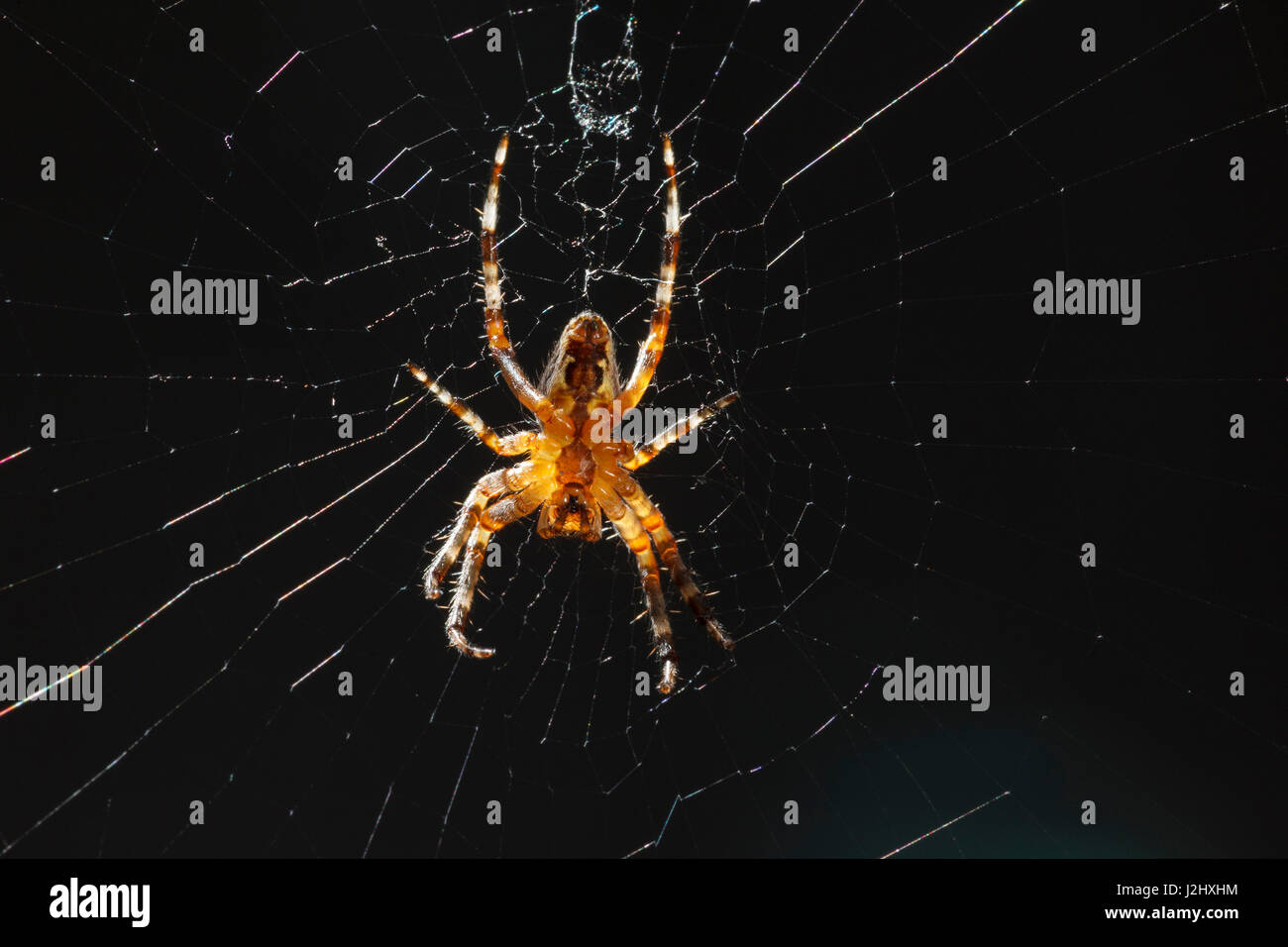 Araneus sp hi-res stock photography and images - Alamy