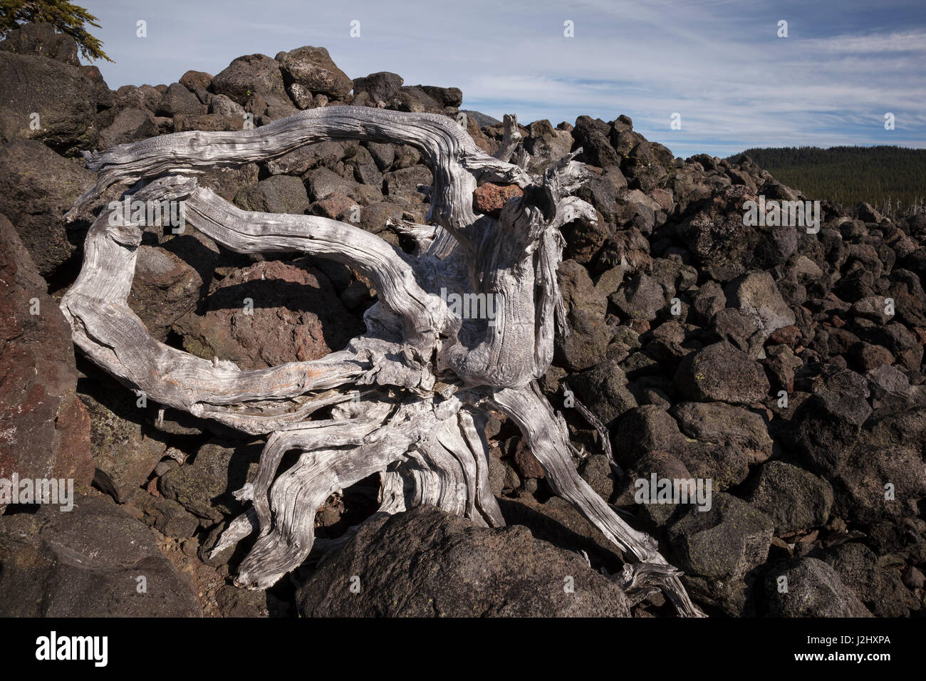 USA, Oregon, Mt. McKenzie Pass Scenic Byway, State National Areag ...