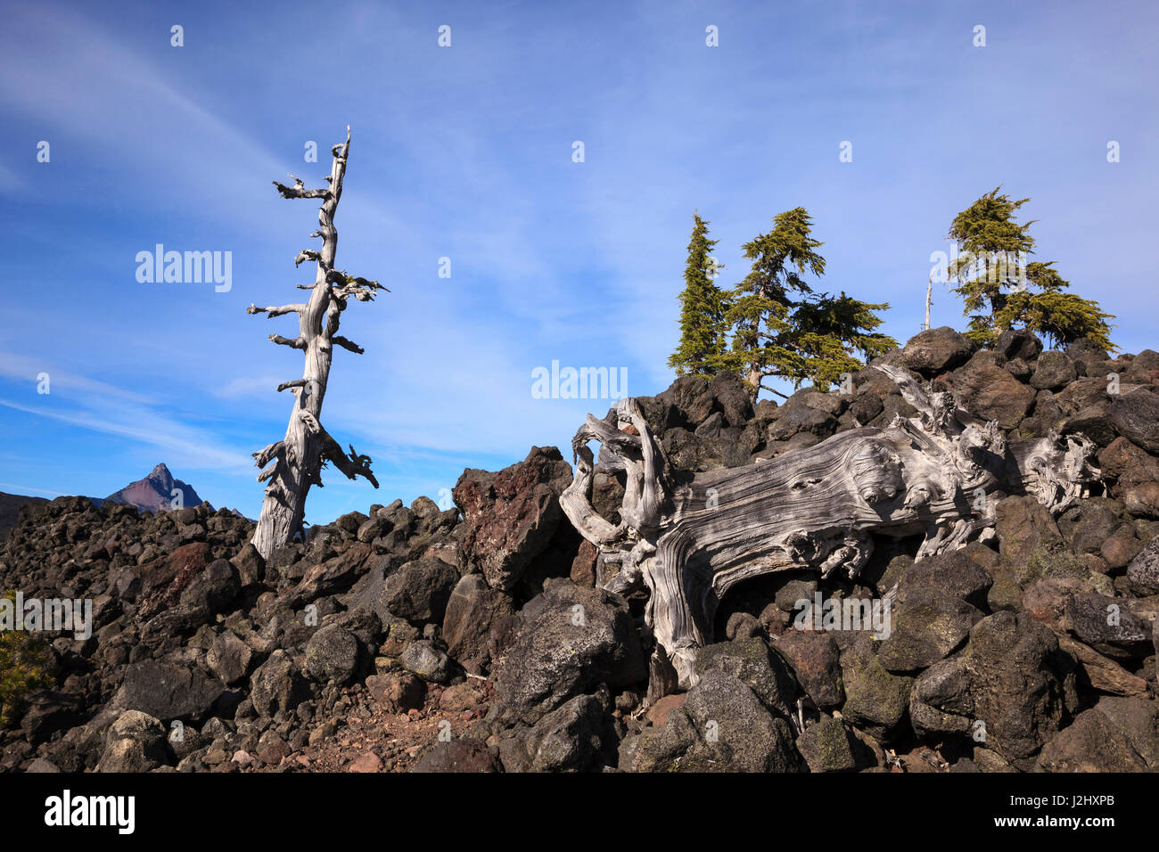 USA, Oregon, Mt. McKenzie Pass Scenic Byway, State National Areag ...