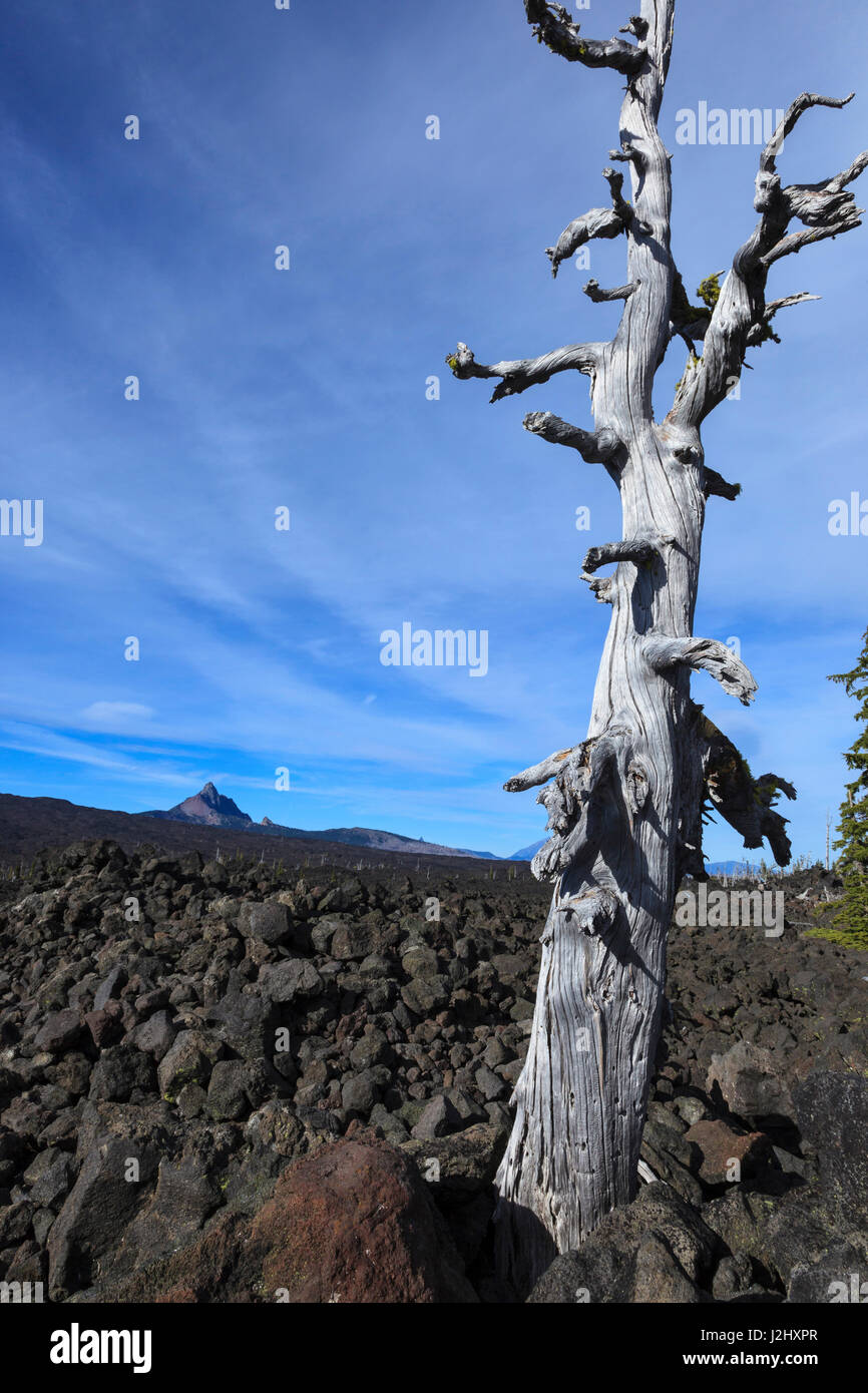 USA, Oregon, Mt. McKenzie Pass Scenic Byway, State National Areag, lava ...
