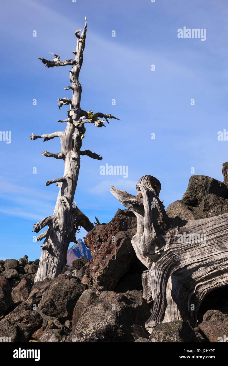 USA, Oregon, Mt. McKenzie Pass Scenic Byway, State National Areag, lava ...