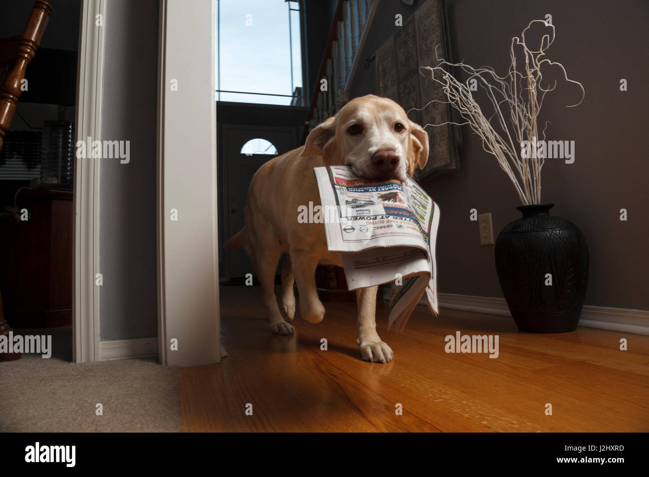 Dog Bringing Newspaper High Resolution Stock Photography and Images - Alamy