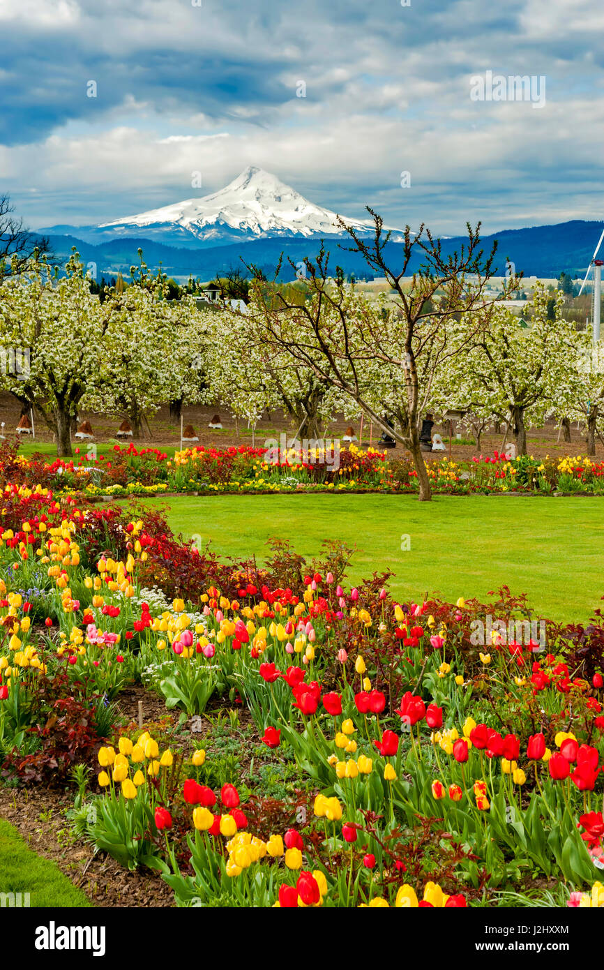 USA, Oregon, Hood River. Mt. Hood looms over spring flowers and apple ...