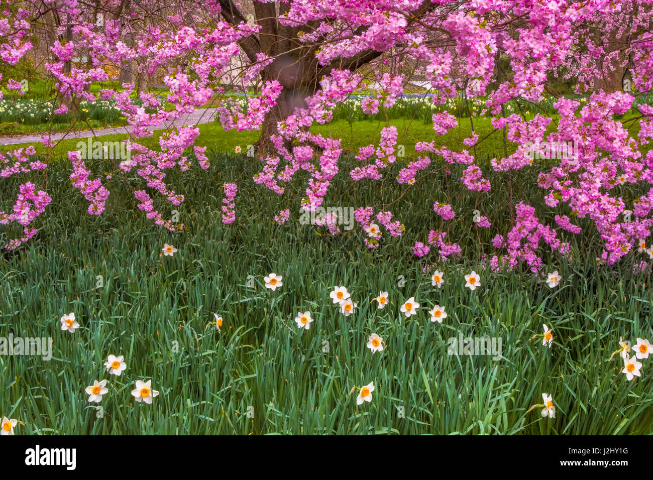 USA, Pennsylvania, Wayne, Chanticleer Garden. Cherry blossom tree in ...