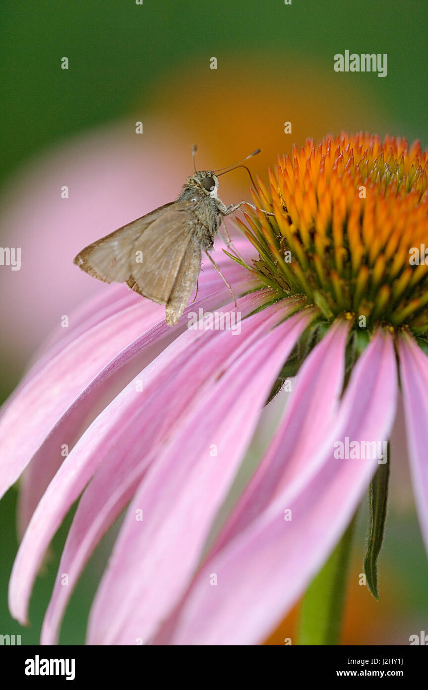 Pennsylvania skipper butterfly cone flower hi-res stock photography and ...