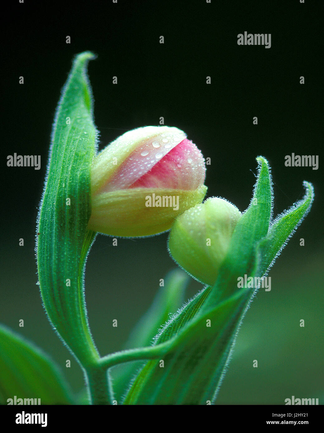 USA, Pennsylvania. Close-up of flower bud opening. Credit as: Nancy ...
