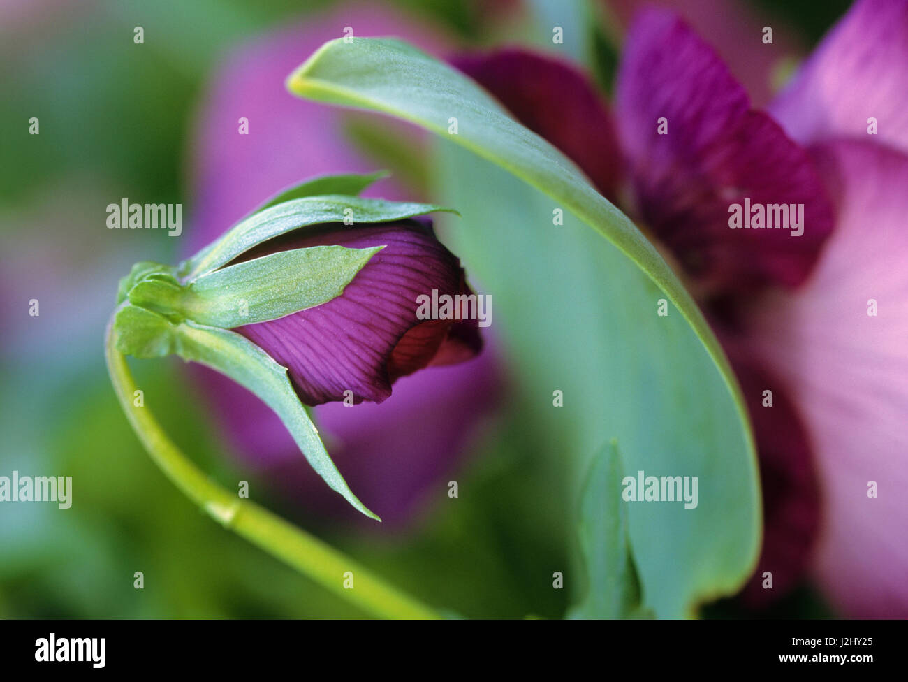 Pennsylvania flower bud opening in spring hi-res stock photography and ...