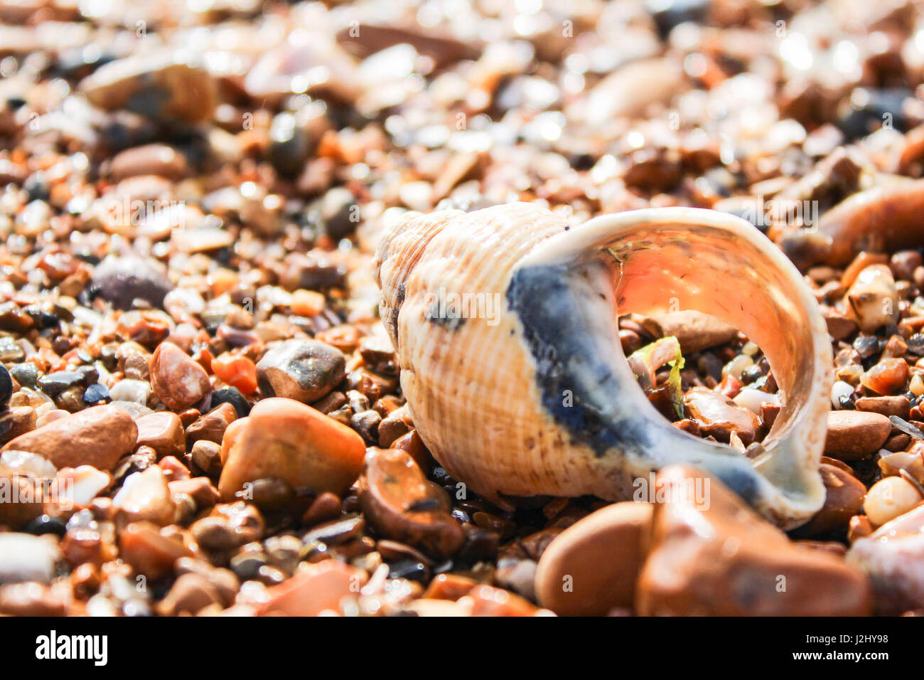 Broken shell at Hove beach Stock Photo - Alamy