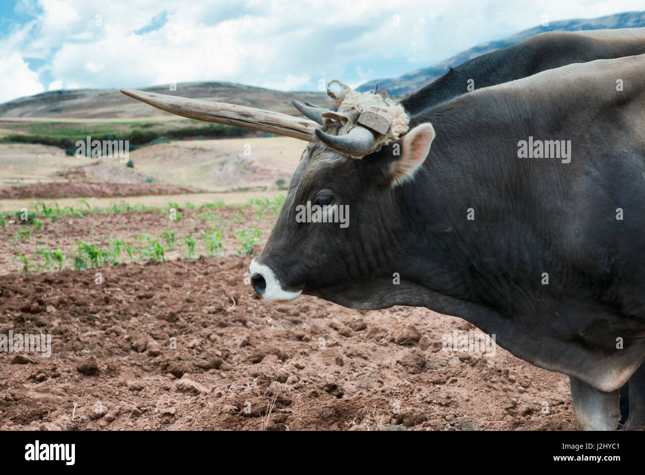 Bull plowing hi-res stock photography and images - Alamy